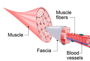 Fascial Tissue and Why It's Important - Triada Health Ottawa